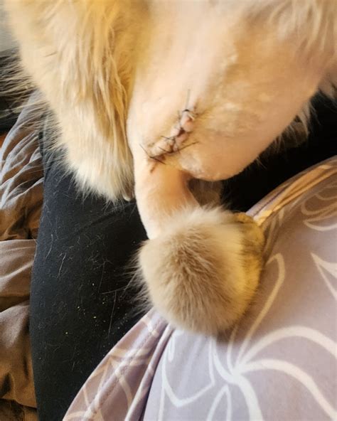 Le Refuge Chatopia Added A New Photo Le Refuge Chatopia