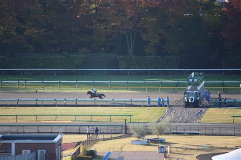 「極ウマpog捜査官」ニッカン全力2歳馬追跡 On Twitter 【ジャパンcゲート】今朝の東京競馬場は外国馬4頭による ジャパンc