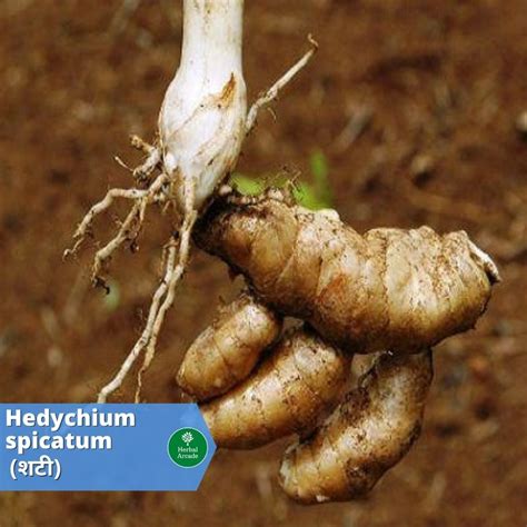 शटी Shati — Herbal Arcade