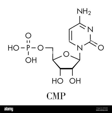 Cytidine Monophosphate Cmp Cytidylate Rna Building Block Molecule Skeletal Formula Stock