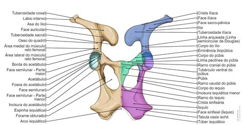 Osteologia Bovina Anatomia Normal Vet Anatomy