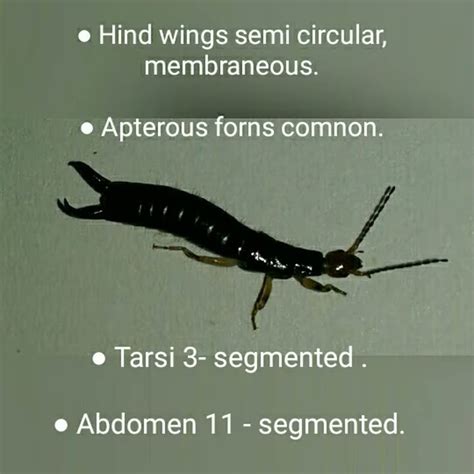 Order Dermaptera And Thysanoptera Youtube