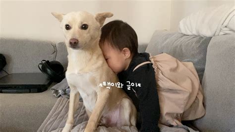 낯선 사람이 오자 겁먹은 강아지 곁을 지켜 주는 아기 봉택이 근황 진돗개가족 Vlog Youtube 낯선 사람이 오자 겁먹은 강아지 곁을 지켜 주는 아기 봉택이 근황 진돗개가족 Vlog Youtube