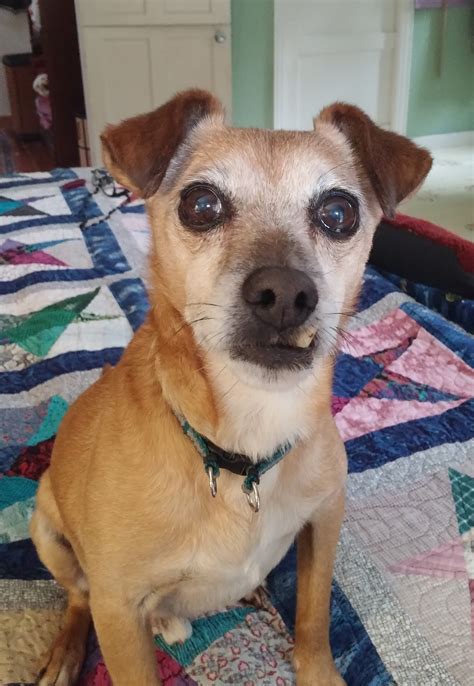 Camp Runamuck Babbitty Bumble