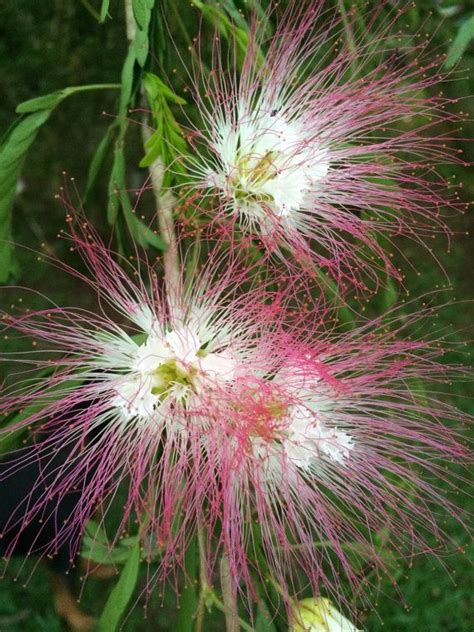 Pink Fairy Duster Seeds Calliandra Eriophylla Perfect Bonsai Tree