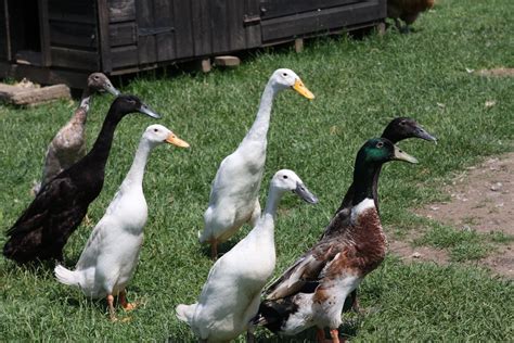 Indian Runner Ducks