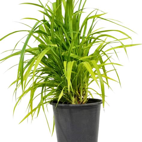 Pandanus Spp Umm Al Salsal Trading Flowers And Plants Llc