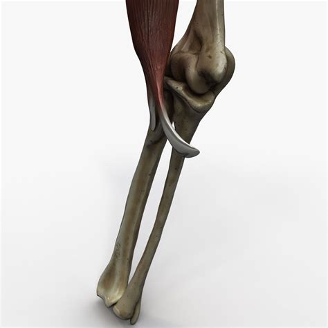 Anatomia Do Músculo Bíceps Modelo 3d 79 3ds Obj Lwo Max C4d Ma