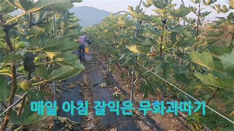매일 새벽부터 잘익은 무화과 따기👍 Youtube