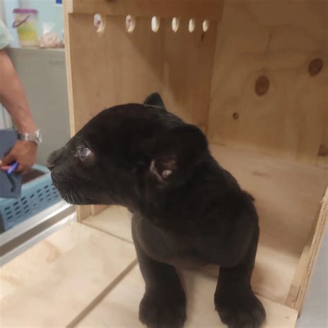 أنقذت بروفيبا طفل جاكوار في مطار يوكاتان الدولي Infobae