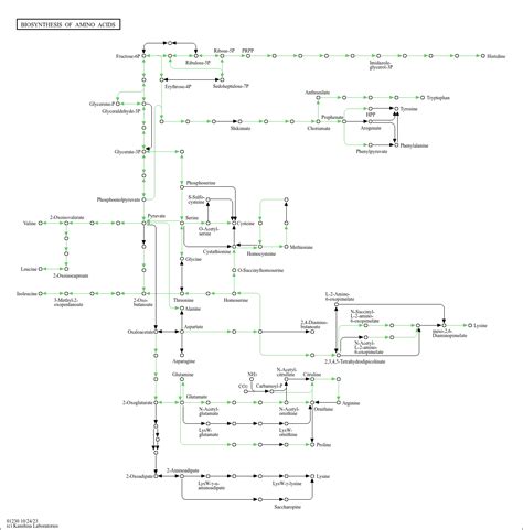 Kegg Pathway Biosynthesis Of Amino Acids Streptococcus Mutans Nn2025