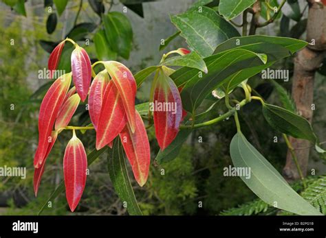 Cinnamomum Cassia Tree