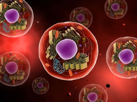 Eukaryote Dyrecelleprosjekt