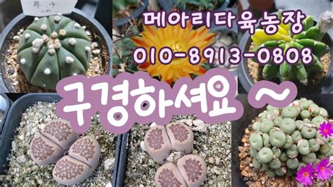 리톱스 선인장 실생 소품 기타등등 Youtube