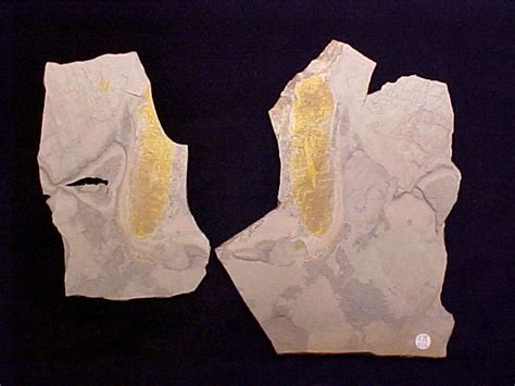 Annelid Cambrian Predator Worm Fossil