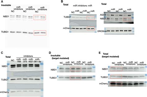 MicroRNAs Slow Translating Ribosomes To Prevent Protein Misfolding In Eukaryotes The EMBO Journal
