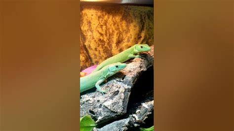 Blue Lizzards Are Awesome 😍 Youtube