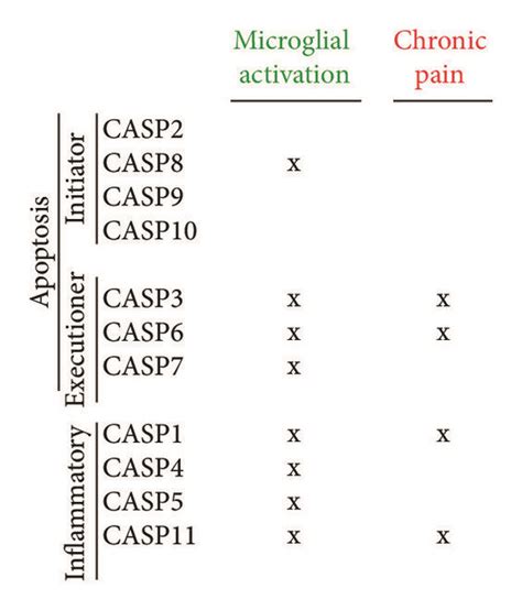Caspases In Microglial Activation And Chronic Pain And Schematic