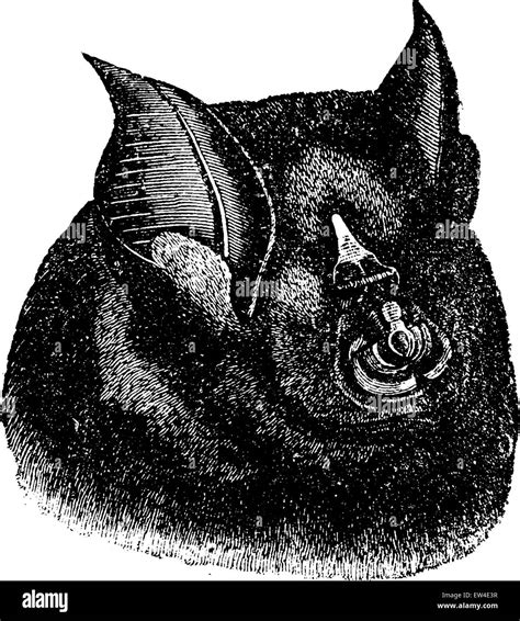 Head Bat Rhinolophus Vintage Engraved Illustration La Vie Dans La
