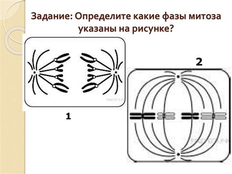 Деление клетки Митоз презентация онлайн