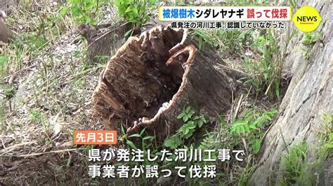 原爆に耐えた 被爆樹木 シダレヤナギ 誤って伐採 広島県発注の河川工事動画ニュース YouTube