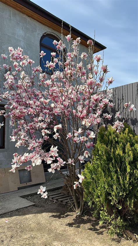 Пин на доске Garden в 2024 г Естественный сад Идеи озеленения Магнолия