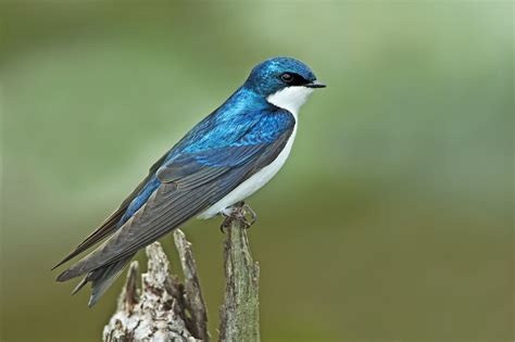 List Of Birds Kinds Of Birds San Andreas Zebras Swift Bird Bird