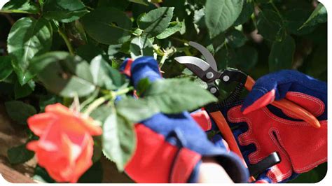 Troubleshooting Guide Fiskars Pruner Jamming Frequently Unified Garden