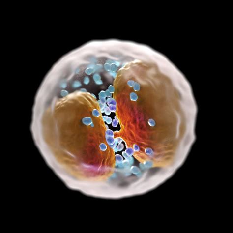 Basophils And Their Role In Your Body