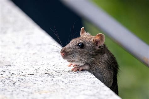 Helpful Mouse Secretly Filmed Tidying Mans Shed Every Night