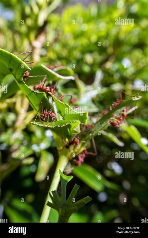 Leaf Cutter Ants Stripping Down A Decorative Plant In The Costa Rican
