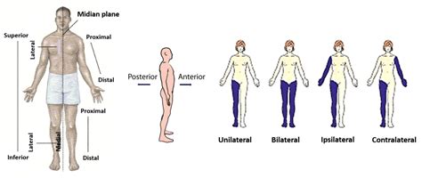 Anatomical Terminology Anatomy Qa