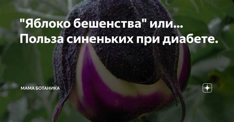 Яблоко бешенства или Польза синеньких при диабете Мама Ботаника