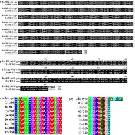 Alignment Of The BmSPR Gene Sequence And Amino Acid Sequence A B CDS