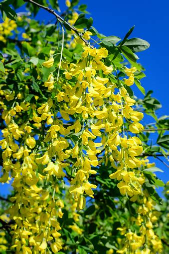 햇볕이 잘 드는 봄 정원에 만개 아름다운 야외 꽃 배경에 전체 개화 라버눔 아나기로이드 일반적인 Laburnum 황금 체인 또는 황금 비의 많은 노란색 꽃과 싹나무 0명에