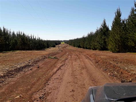 Silvicultura Preventiva Prevención De Incendios Forestales