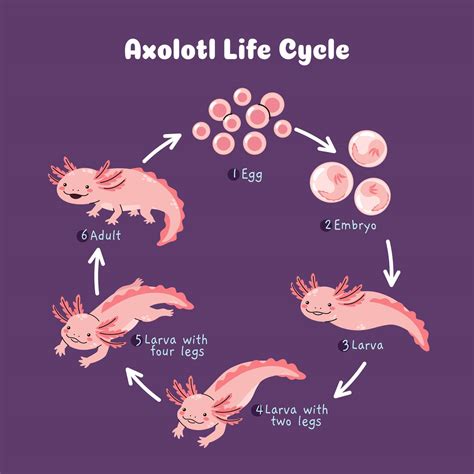 Axolotl Life Cycle Infographic Salamander Growth Stages Educational Biology Scheme From Egg