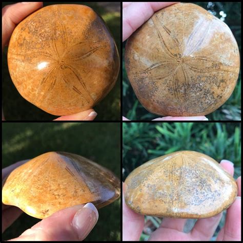 Fossilized Sea Biscuit Sand Dollar Etsy