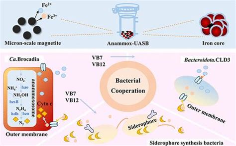 厌氧氨氧化联盟中的铁载体介导的合作 Environmental Science And Technology X Mol