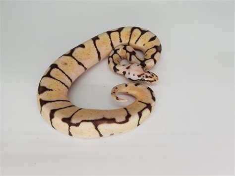 Killerbee Congo Ball Python By Maple City Morphs Morphmarket