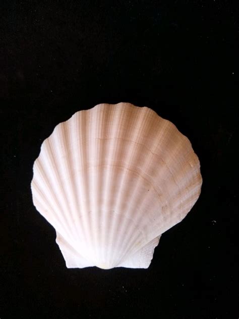 Lote 112 Concha Shell Loja Art Mar Elo7 Produtos Especiais
