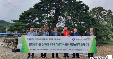 울진 천연기념물 처진소나무 종자 시드볼트에 영구저장·보존