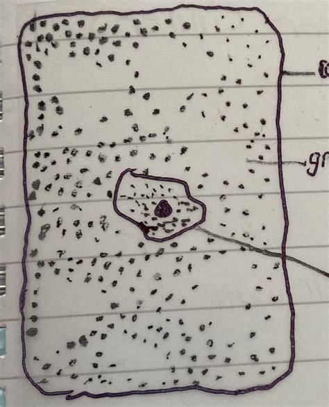 The Cell Diagram Quizlet