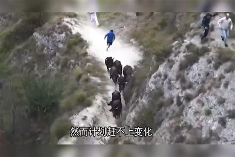 暴躁牛儿一把跳下山崖引来众人围观这是抽的哪门子疯 山崖 众人