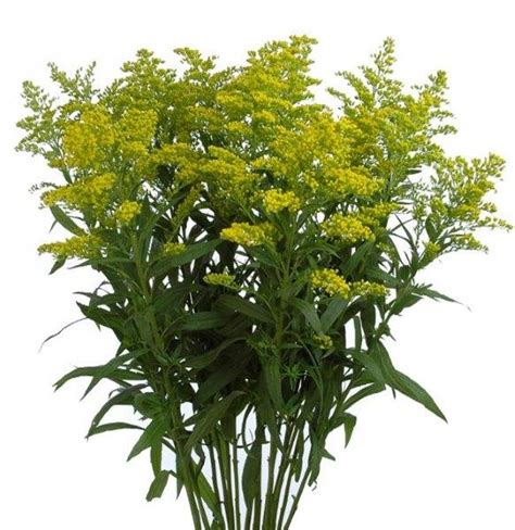 Yellow Solidago Aster L Wholesale Flowers And Diy Wedding Flowers