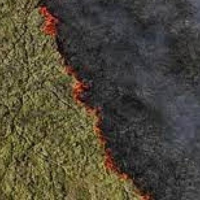 MS decreta emergência após incêndios no Pantanal Brasilagro