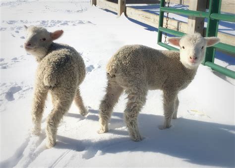 American Polypay Sheep Association