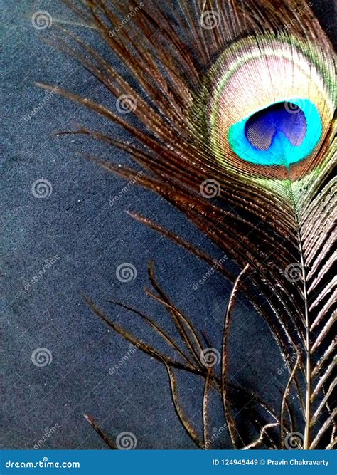 Peacock Feather Black Background Stock Images 1220 Photos