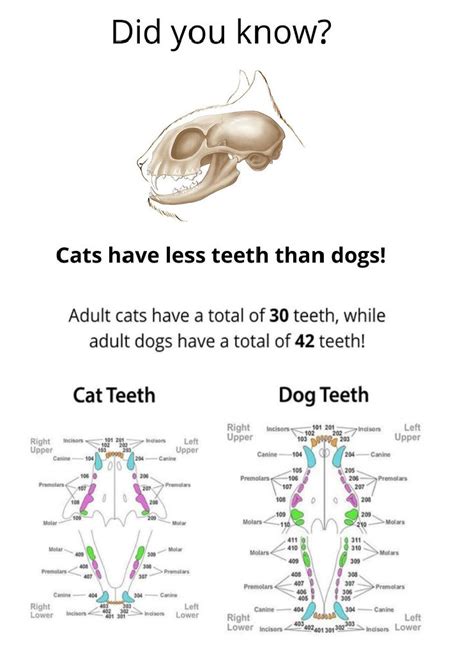 Cat Teeth Anatomy