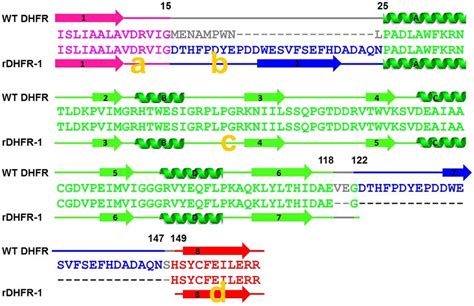 Sequence Alignment Between The Wild Type E Coli Dhfr And The